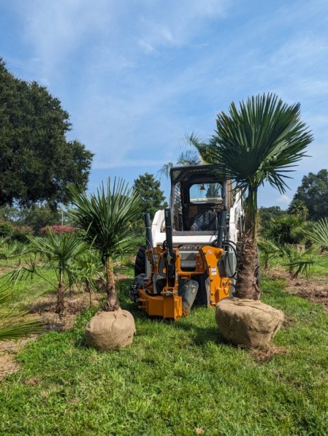 MODEL 550 - Optimal Tree Spade | North America Sales and Service